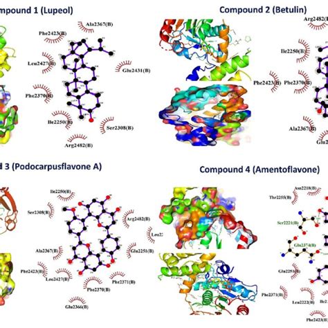 Binding Interactions Of Compounds 1 4 With Te Domain Of Fas Download
