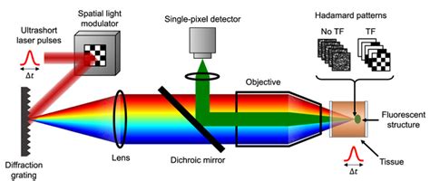 Optical Technique Supports Tissue Imaging At Depth Electronics