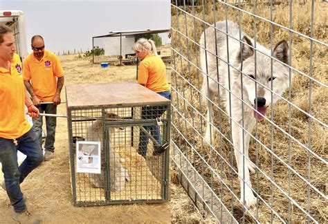 Wan Exclusive Wolf Sanctuary Evacuates 30 Wolves And Wolf Hybrids
