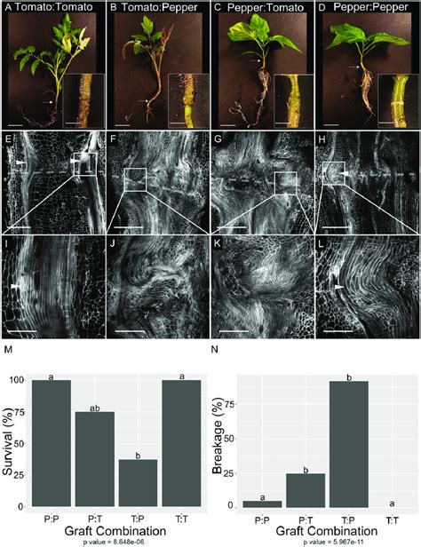 Heterografted Tomato And Pepper Plants Show Severe Vascular Patterning