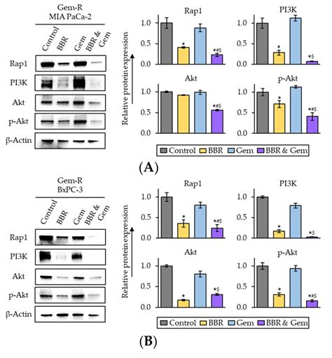 The Combination Treatment Of Berberine And Gemcitabine Regulates The