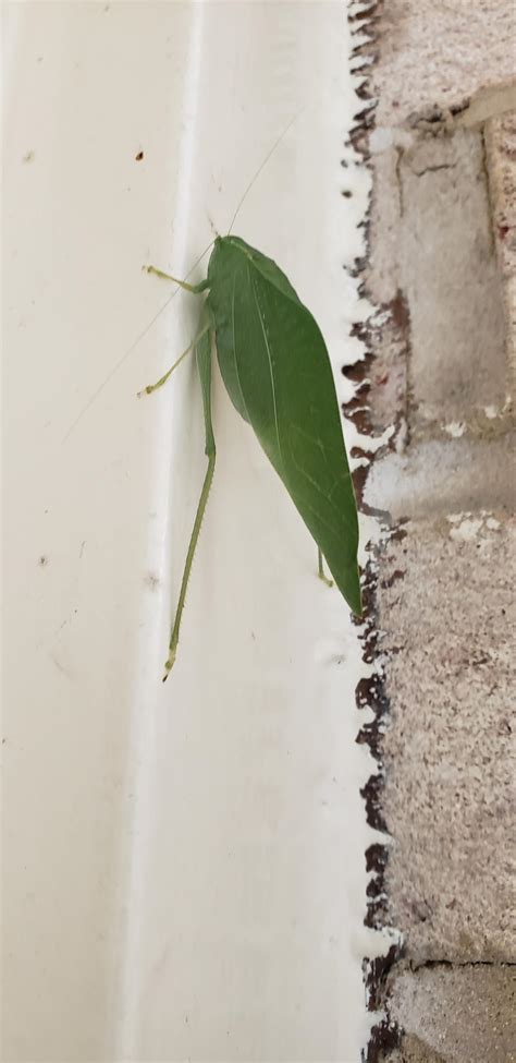Saw This Leaf Looking Bug Not Exactly Trying To Camouflage R
