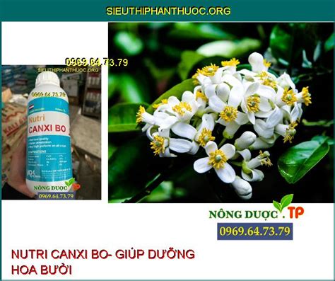 Nutri Canxi Bo Chống Nứt Trái Mập Đọt Cứng Cây Chống Rụng Trái Non
