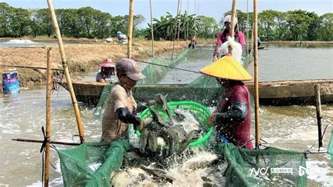 斗门游出“国际鲈”！珠海获授“中国海鲈预制菜之都”称号腾讯新闻