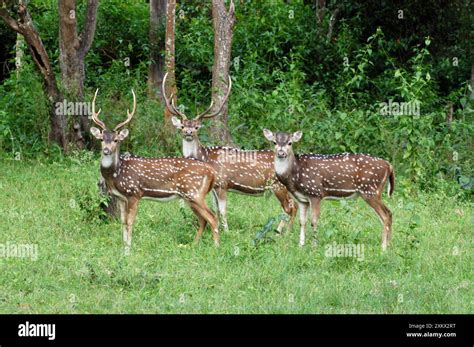 Chital Spotted Deer Axis Deer Stags And Doe Stock Photo Alamy