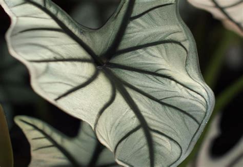 How To Propagate Elephant Ear AllotInABox