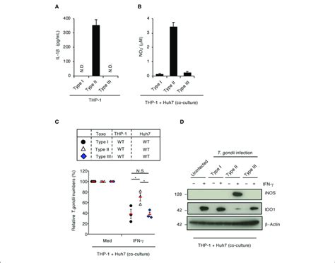 Strain Specific Inhibition Of Ifn γ Dependent Anti T Gondii Response