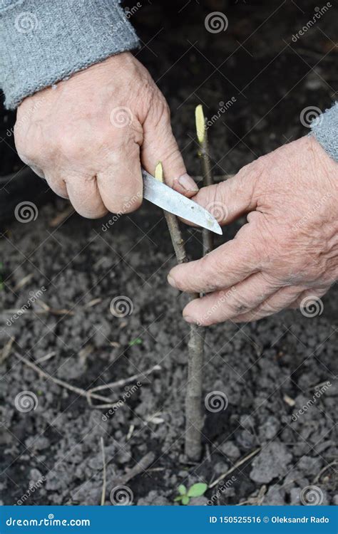Gardener Man Grafting And Budding Fruit Tree In Springtime Step By