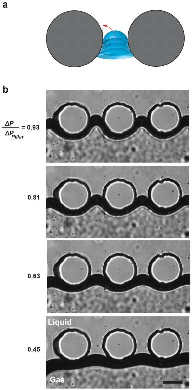 A Gas Liquid Interface And Contact Angle Evolution Between The