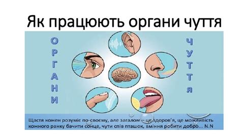 Презентація Як працюють органи чуття
