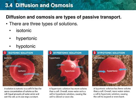 3 4 Diffusion And Osmosis KEY CONCEPT Materials Move Across Membranes