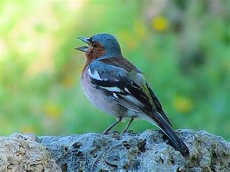 Chaffinch Fringilla Coelebs