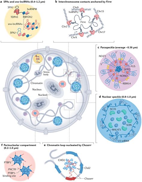 long non coding rnas definitions functions challenges and