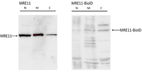 Two Western Blots With Cellular Fractions Of 293 T Rex Download