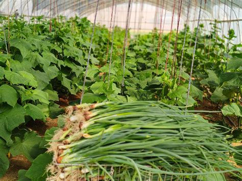 Дорноговь Хүлэмжийн ашиглалт болон тариалалтын явцтай танилцлаа Хүнсний хувьсгал