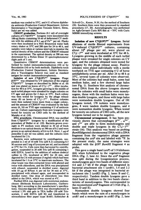 Isolation And Characterization Of Corynebacterium Diphtheriae Nontandem Double Lysogens