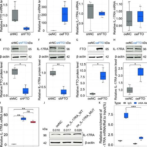 Regulation Of Fto Interferes Protein Level Of Il 17ra In Vitro A D