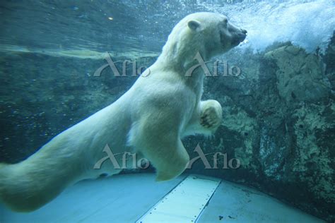 北海道 旭山動物園のホッキョクグマ 79703481 の写真素材 アフロ