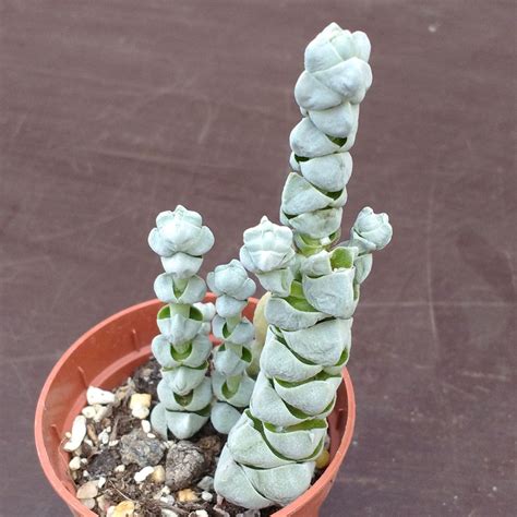 Crassula Plegmatoides Cuttings