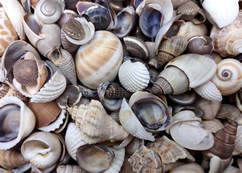 Extra Small Seashell Assorted Ocean Mix Approx 1 Cup 65 Shells 050