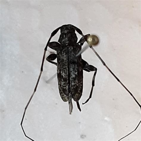 Aegomorphus Modestus Bugguidenet