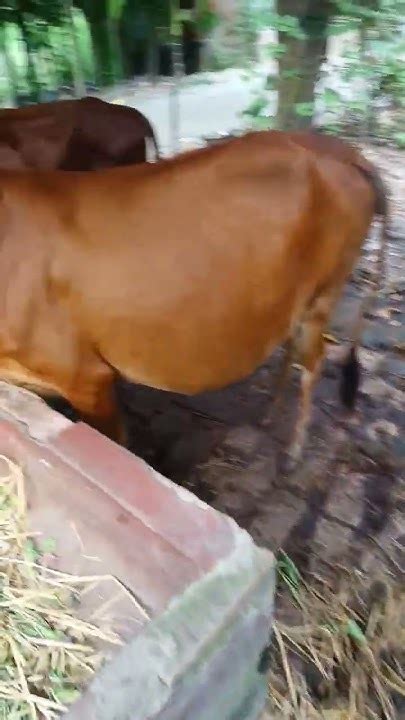 Shykhseraj Cow 26june Bird Youtube