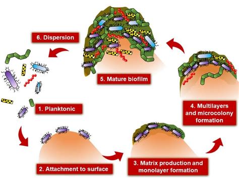 Schematic Representation Of Polymicrobial Biofilm Formation 1