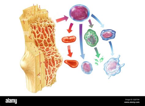 Cellule De Moelle Osseuse Banque De Photographies Et Dimages à Haute