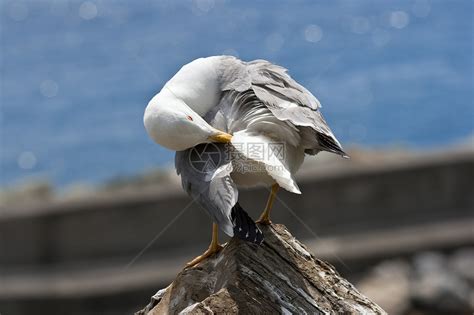 海鸥计费海鸟荒野打扫支撑海岸鸟类动物白色休息高清图片下载 正版图片320314885 摄图网