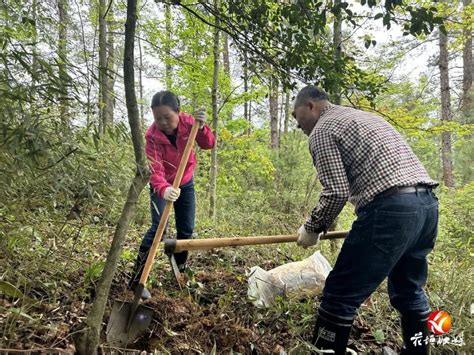十八洞村：种植小灵芝 撑起林下产业“致富伞”腾讯新闻
