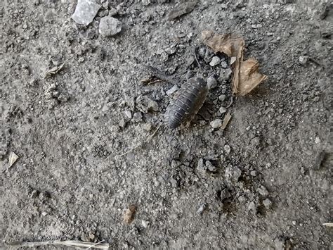 Pill Bugs Maybe Rgardening