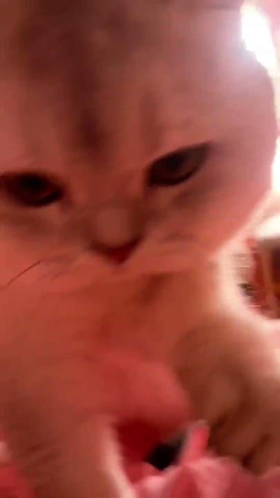 幸福触手可及，每天一睁眼就是小猫的幸福谁懂 银渐层 邪恶银渐层 萌宠出道计划 小猫咪怼脸杀视频 谢谢小猫又治愈了我一年 Youtube