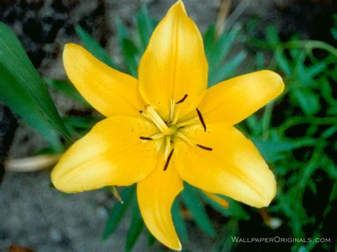 Pretty Flowers Wallpaper 247623 Fanpop