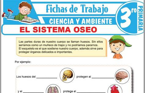 Modelos De La Ficha De El Sistema Oseo Para Tercero De Primaria