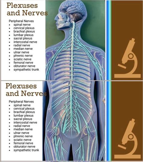 SOLVED Please Label Plexuses And Nerves Peripheral Nerves Spinal Nerve