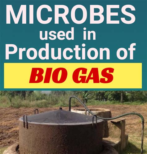 Microbes Used In Energy Production