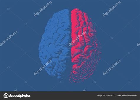 Top View Left And Right Human Brain Illustration Stock Vector By