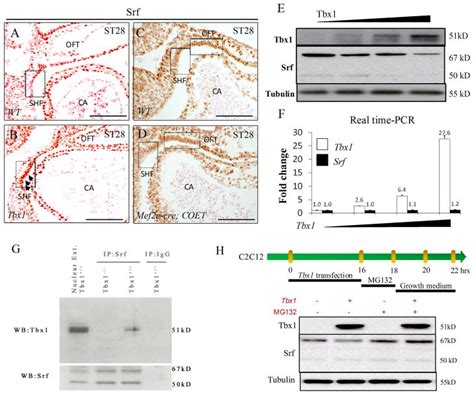 Tbx1 Regulates Proliferation And Differentiation Of Multipotent Heart