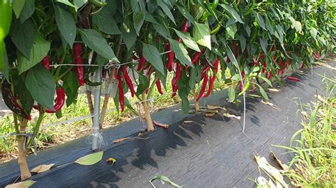 농약을 사용하지 않고 고추 재배하기220806 금산원조김정이삼계탕 Youtube