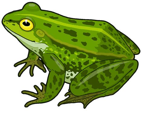 Pond Frog Clipart By MisterBug On DeviantArt