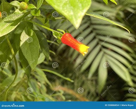 Yellow Red Flower Of A Tropical Plant Manettia Manettia Luteorubra