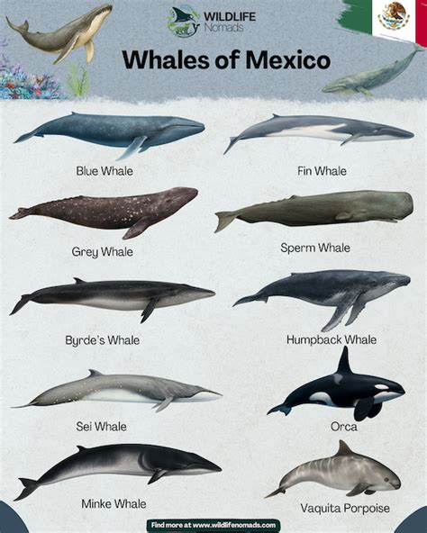 The Ultimate Guide To Mexico Whale Watching