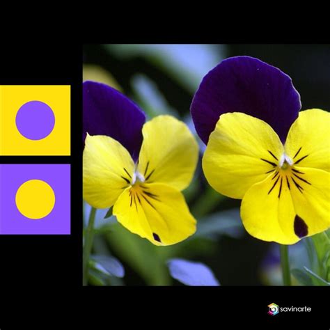 La Armonía De Los Colores Complementarios En La Naturaleza Savinarte