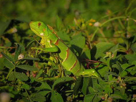 Calango Em Brejo Da Madre De Deus Iguana Wikipédia A Enciclopédia