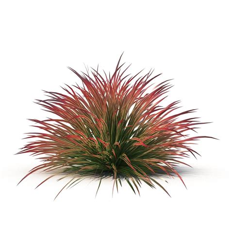 Fountain Grass Artofit