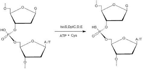 Enzymatic Synthesis Method For Dna Phosphorothioation Eureka Patsnap