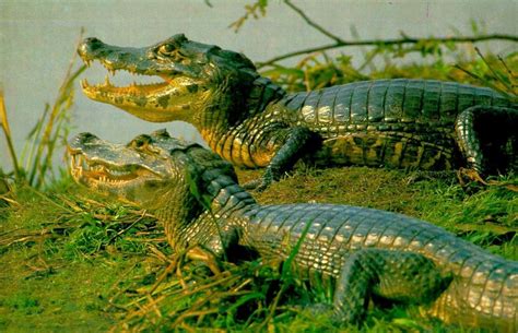 Jacarés E Crocodilos