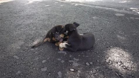 Slow Motion Clip Two Lovely Homeless Cut Stock Video Pond5