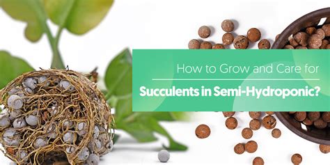 How To Grow And Care For Succulents In Semi Hydroponic Thenextgardener