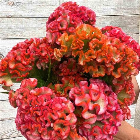 Celosia Cockscomb Coral Unlimited The Gardeners Workshop